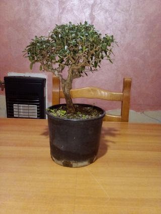 Bonsai di ulivo