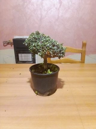 Bonsai di ulivo