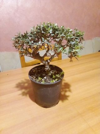 Bonsai di ulivo
