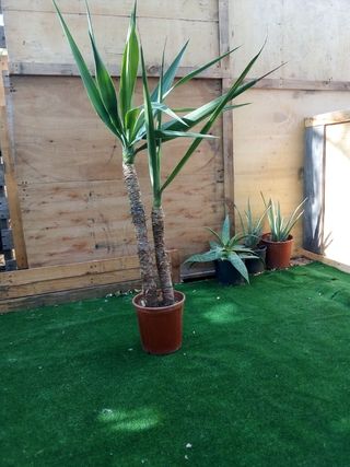 Pianta Yucca Elefantina