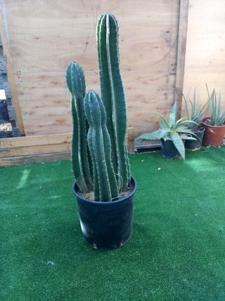Tris di cactus Cereus