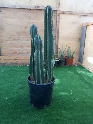 Tris di cactus Cereus