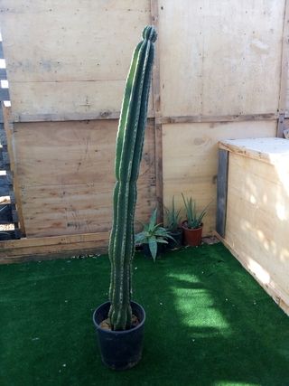 Cactus Cereus