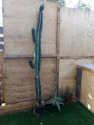 Cactus Cereus Altezza Metri 2