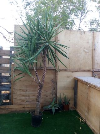 Yucca elefantina Altezza Metri 2