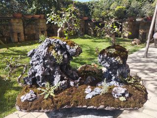 Ishizuki bonsai olmo cinese