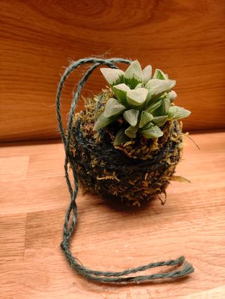 Kokedama Hawortia Pygmea