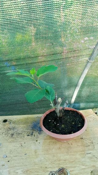 Mini bonsai di fico