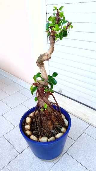 Ficus ginseng bonsai