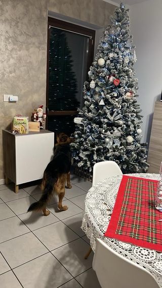 albero di natale innevato DOLOMITI