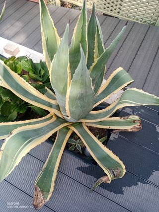 Agave Americana
