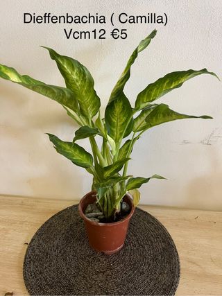 Dieffenbachia pianta