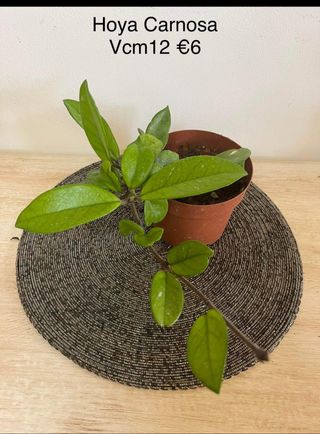 hoya carnosa