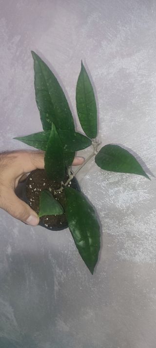 Hoya Finlansonii