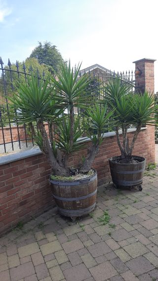 Piante ventennali Yucca