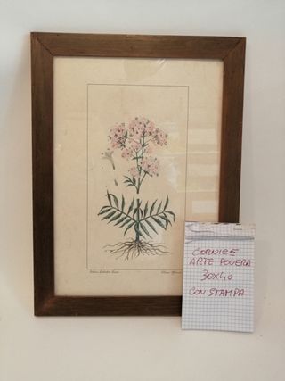 Stampa con soggetto pianta botanica, con cornice