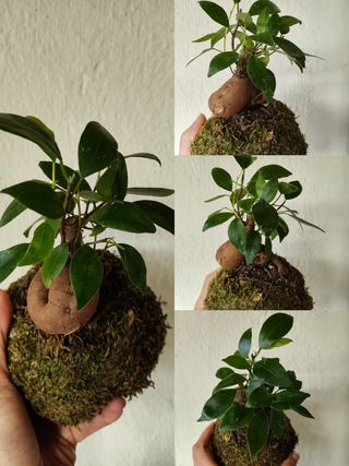 Kokedama Ficus ginseng Bonsai