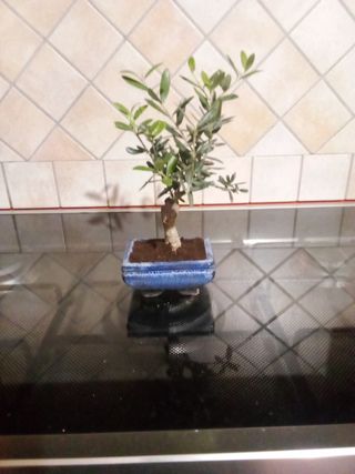 Bonsai di ulivo