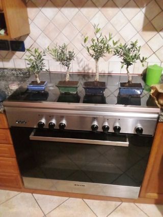 Lotto di 4 bonsai di ulivo