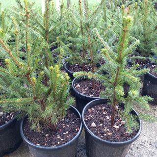 Albero di Natale ( Abete Rosso naturale)