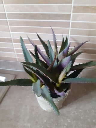 Pianta finta tipo pianta grassa