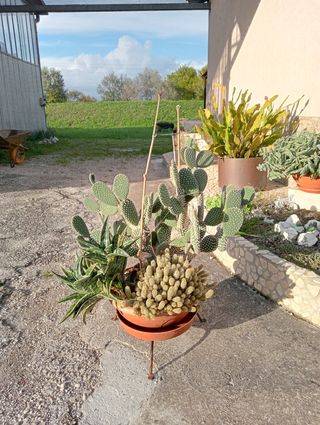 una pianta grassa