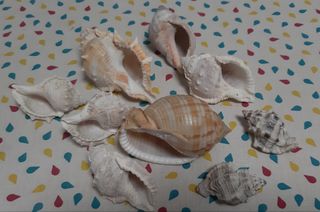 9 Stupende conchiglie