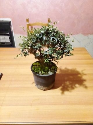 Bonsai di ulivo