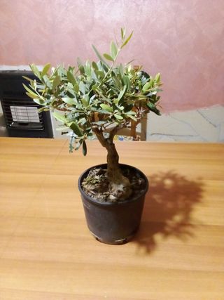 bonsai di ulivo