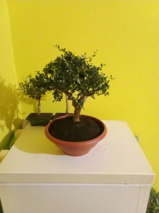 bonsai di ulivo
