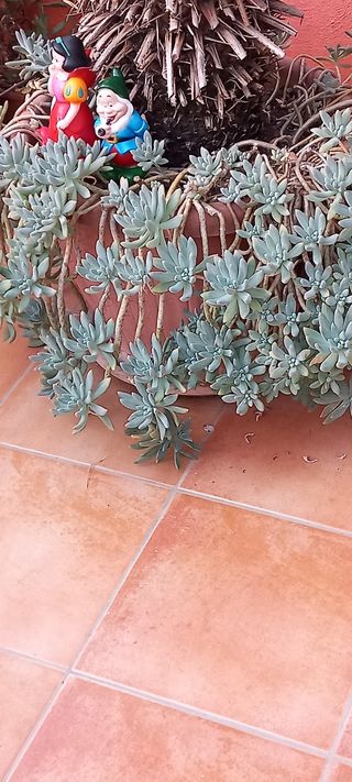 Piante grasse