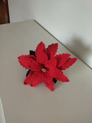Stella di Natale sempreverde