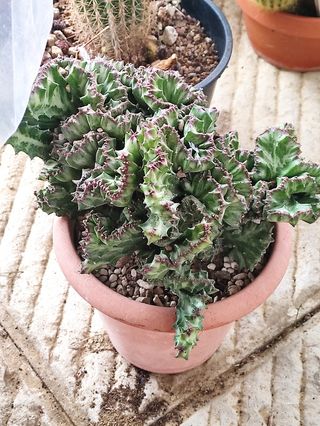 Euphorbiaa pianta grassa come in foto