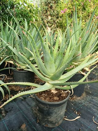 Piante di aloe arborescens in vaso