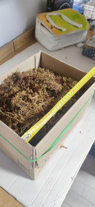 Scatola d'erba per presenti Natalizi