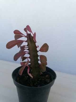 Euporbia Trigona