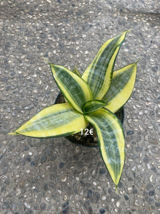 Sansevieria