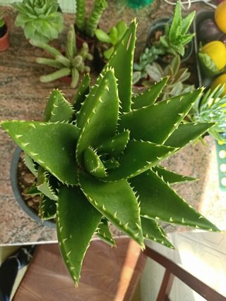 Pianta grassa