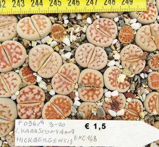 Lithops