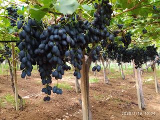 PIANTE ESEMPLARI DI VITE ADULTA CEDESI..