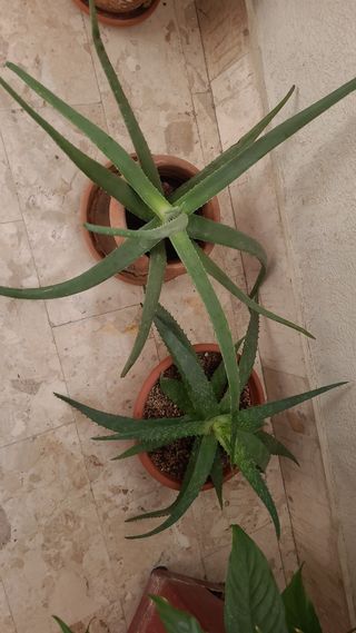 Aloe piante a radice nuda