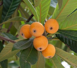 Pianta nespolo giapponese Eriobotrya japonica30 35