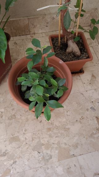 bonsai