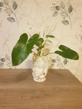 Philodendron burle marx