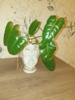 Philodendron burle marx 2