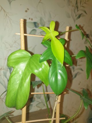 Philodendron florida ghost