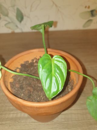Philodendron gloriosum baby