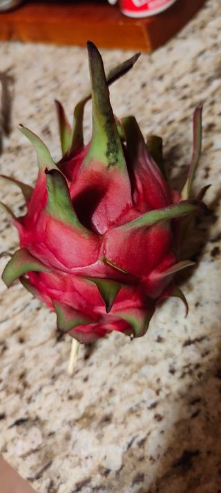 Pitaya autopolinizante