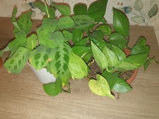 Maranta + pothos