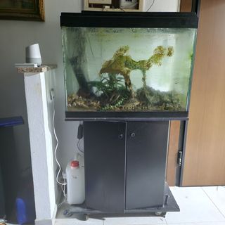 Acquario